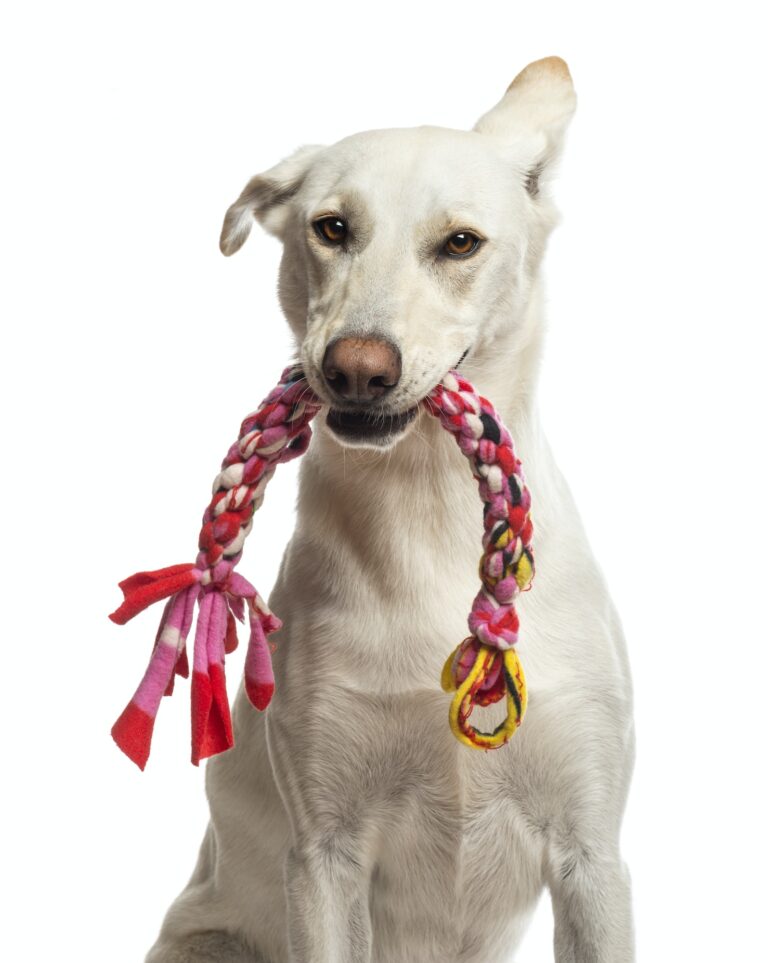 Make a Difference for Dogs - Donate to Adopt-A-Dog