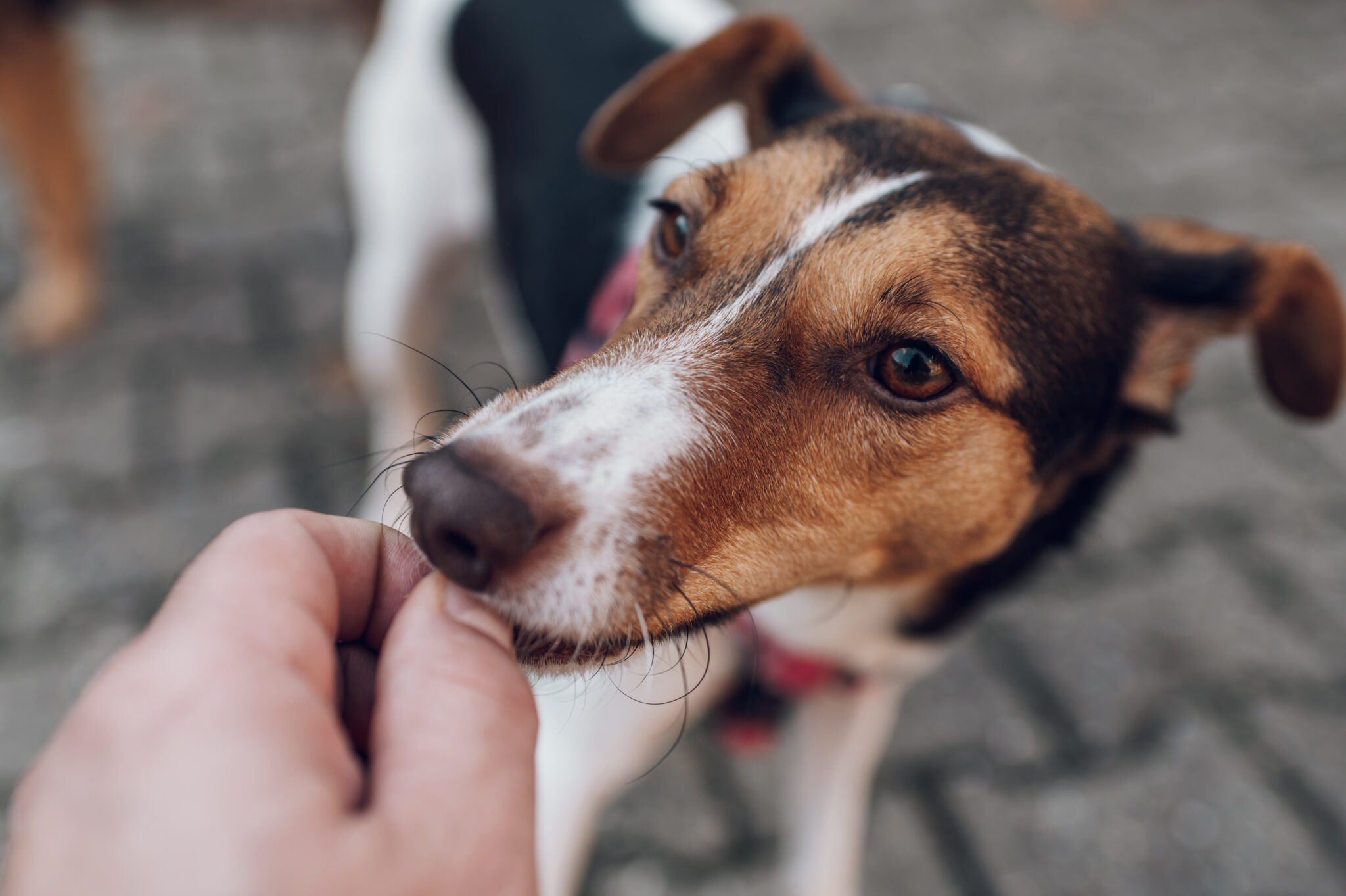 Make a Difference for Dogs - Donate to Adopt-A-Dog