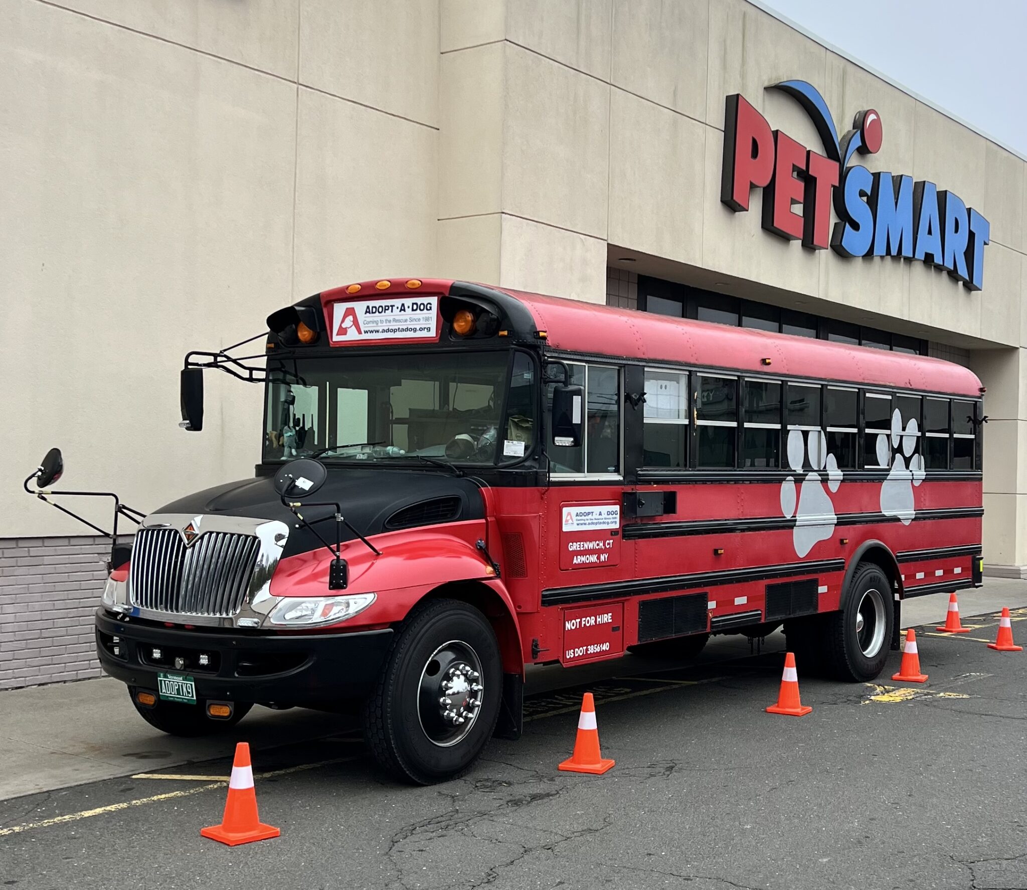 Meet Adoptable Dogs at PetSmart Stamford, CT - Adopt-A-Dog